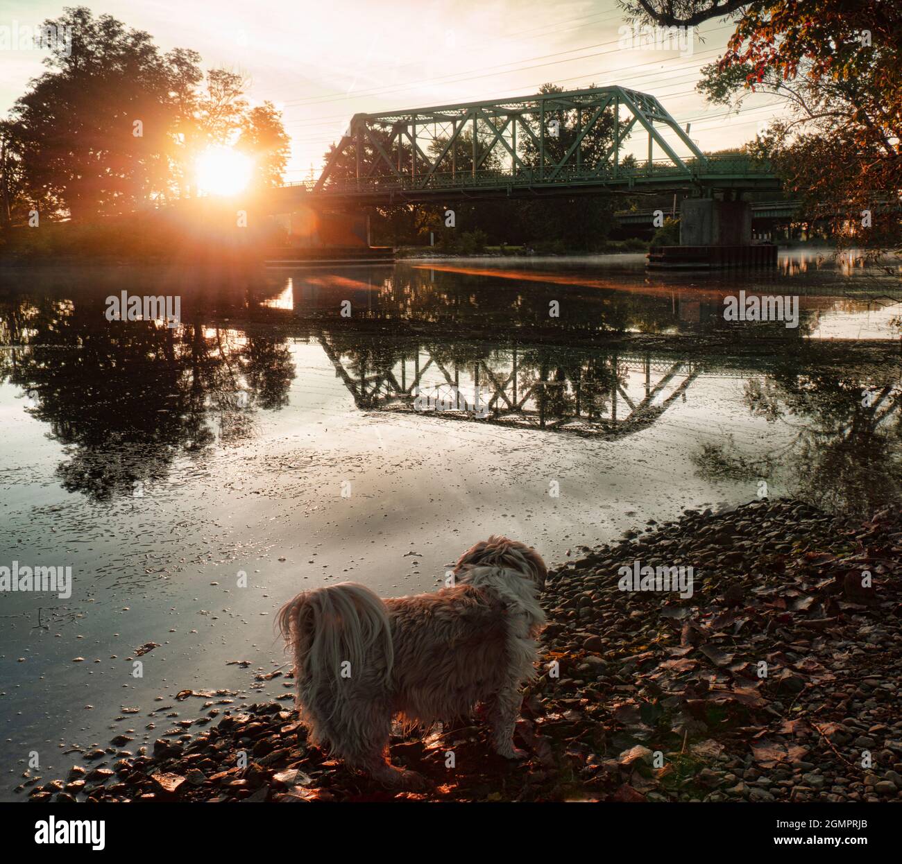Dog at sunrise hi-res stock photography and images - Alamy