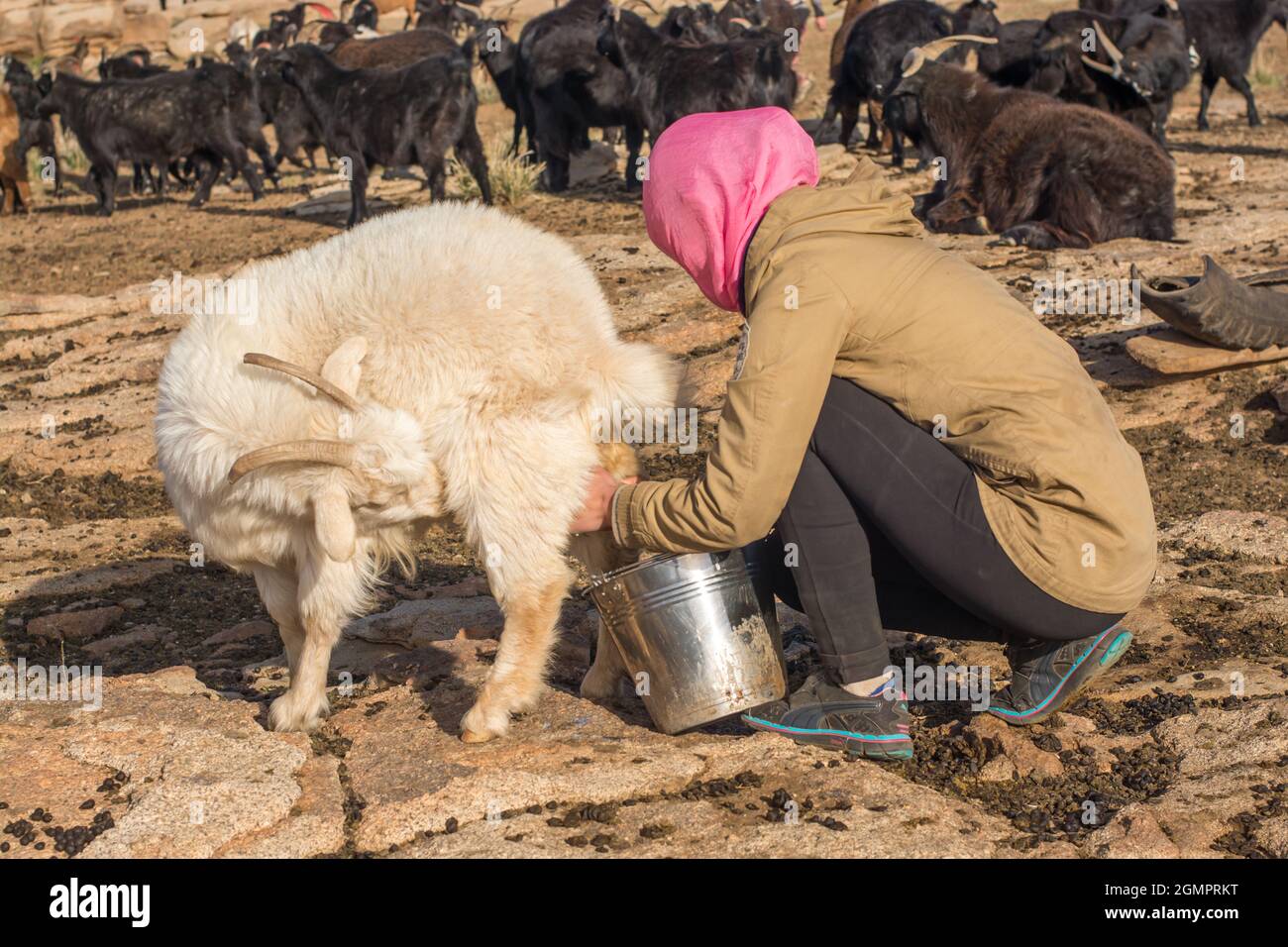 Female peasant milking a white sheep Stock Photo - Alamy