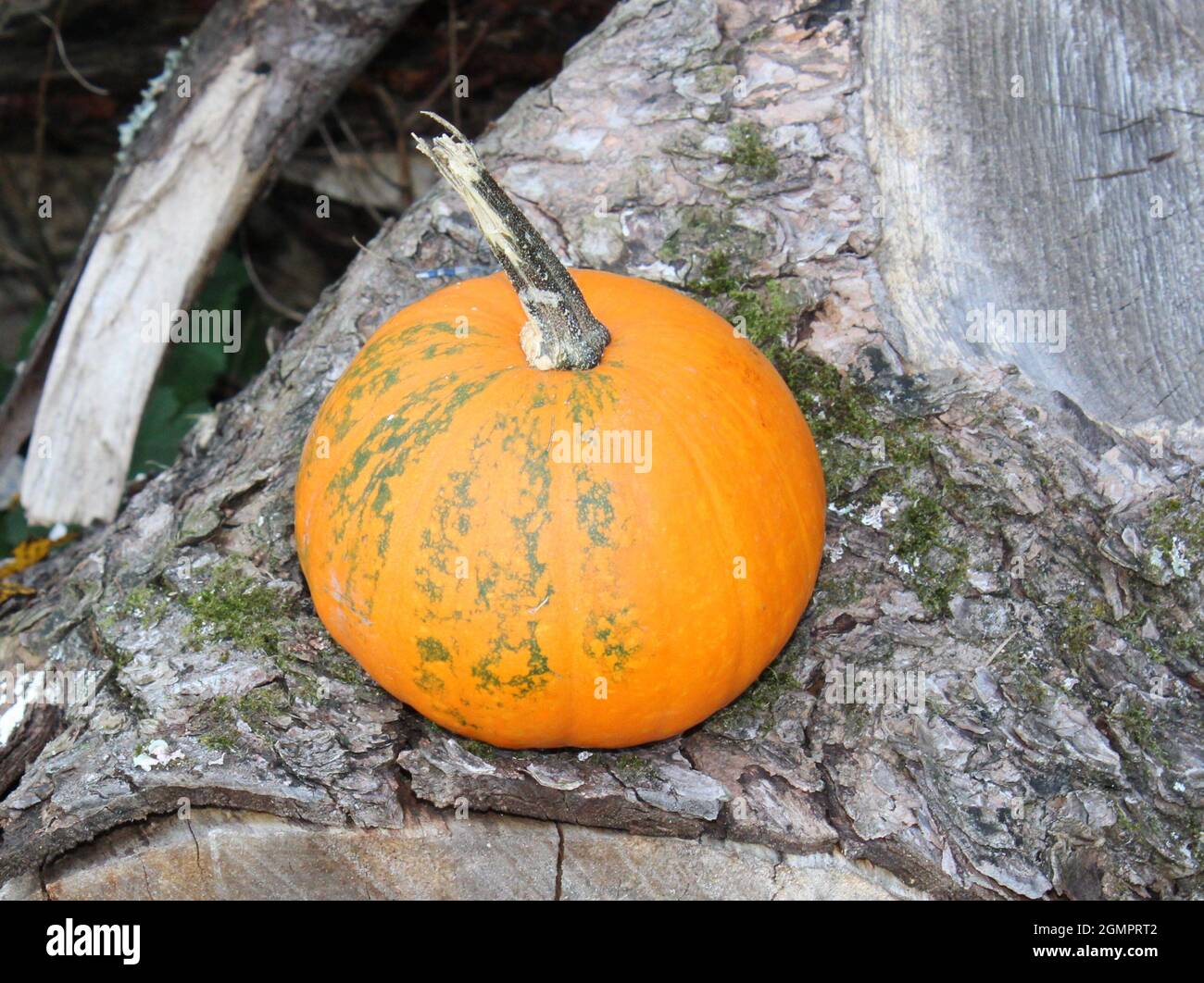 Pumpkin on stump Stock Photo - Alamy
