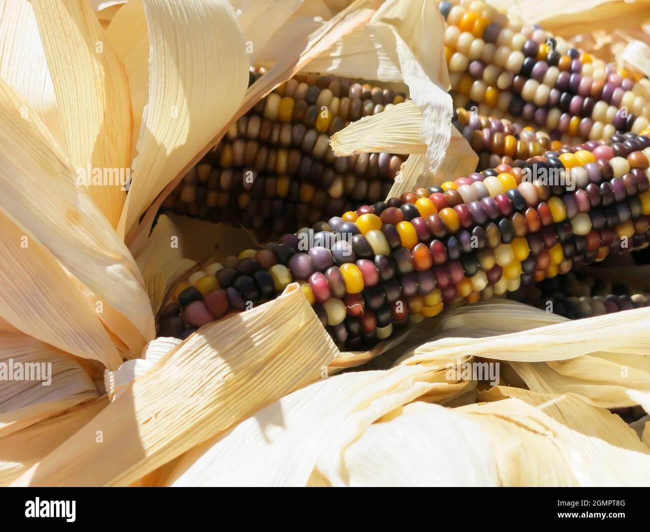 Decorative corn hi-res stock photography and images - Alamy