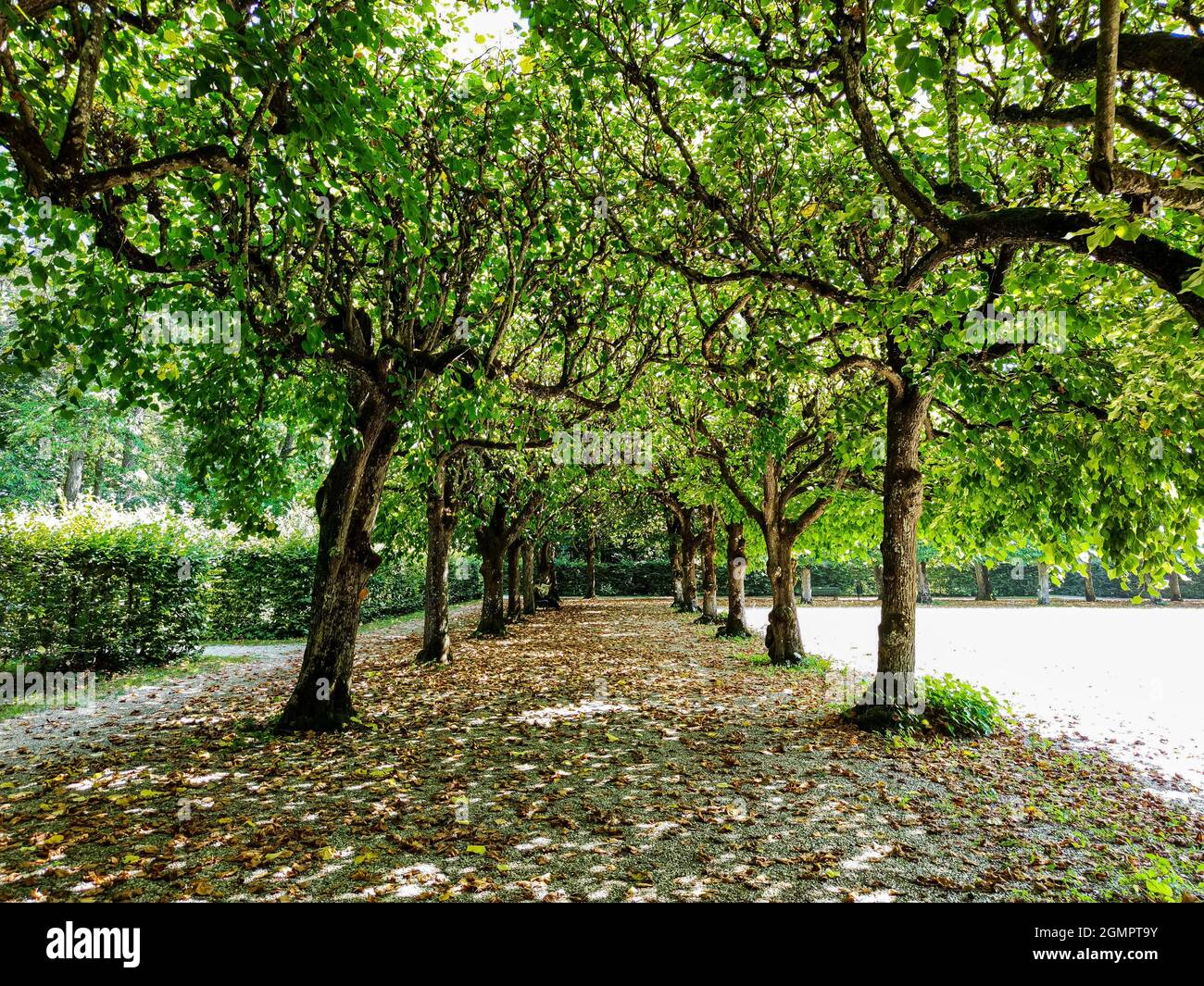 Avenue with green trees hi-res stock photography and images - Alamy