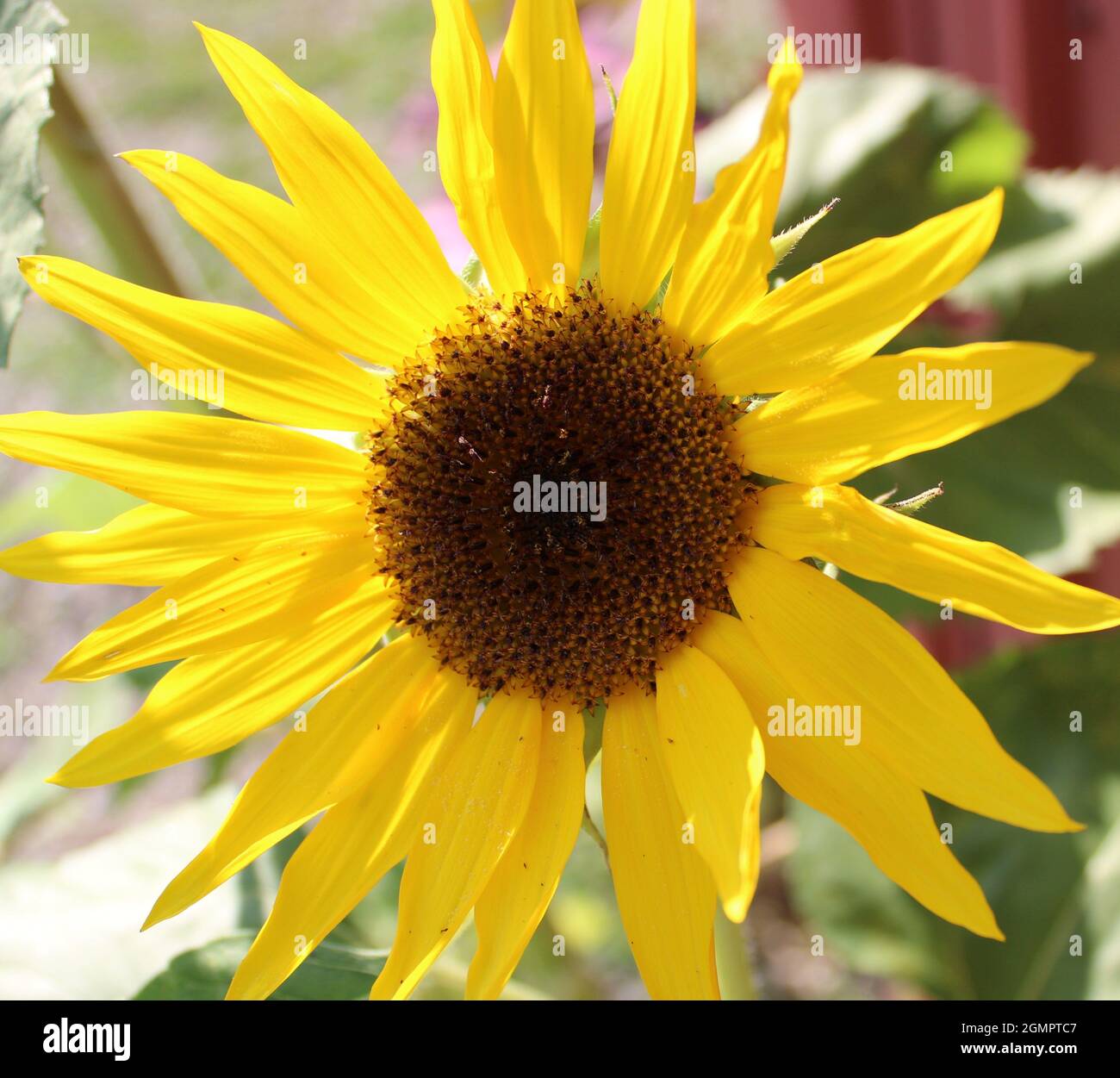 Country sunflower hi-res stock photography and images - Alamy