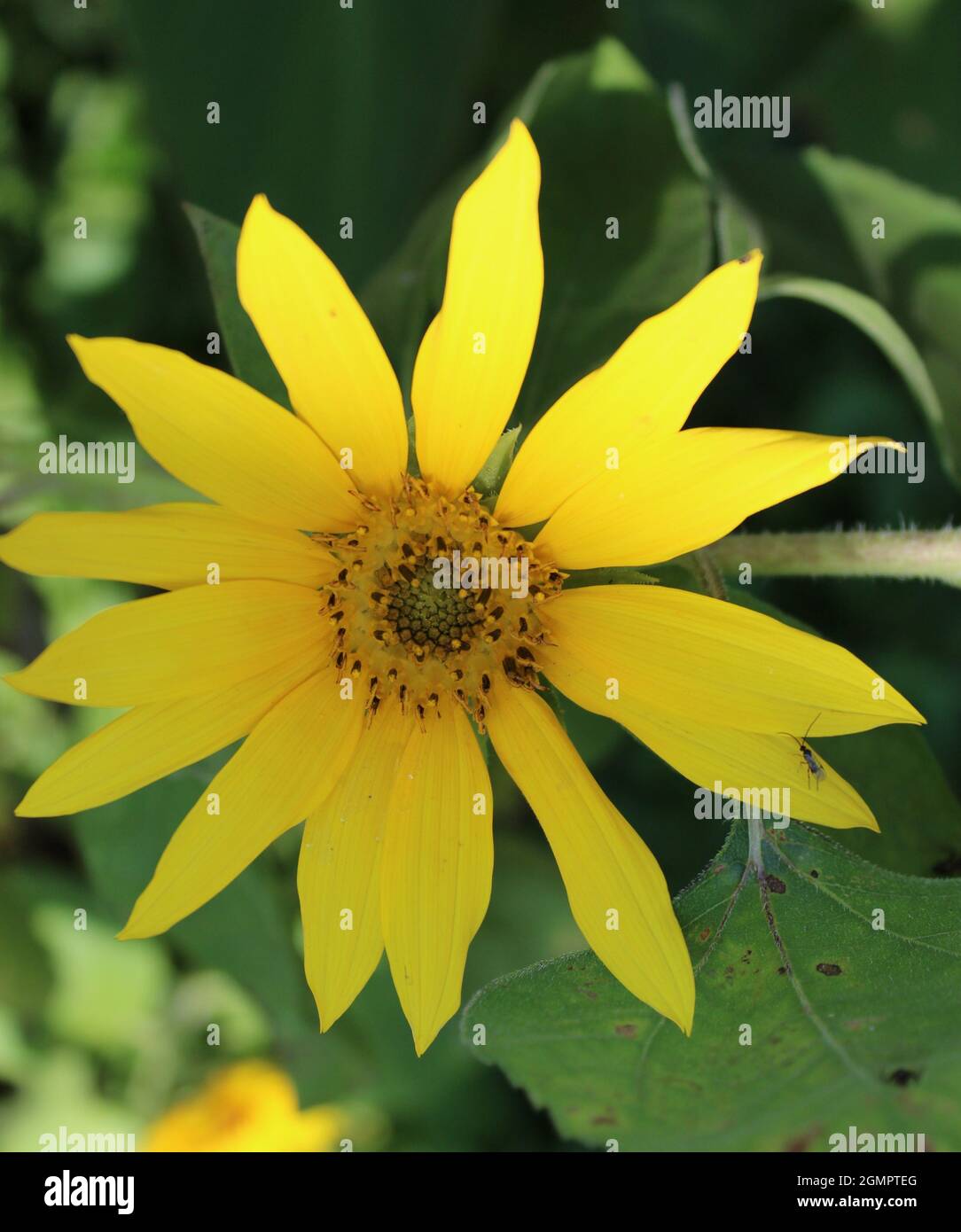 Country sunflower hi-res stock photography and images - Alamy