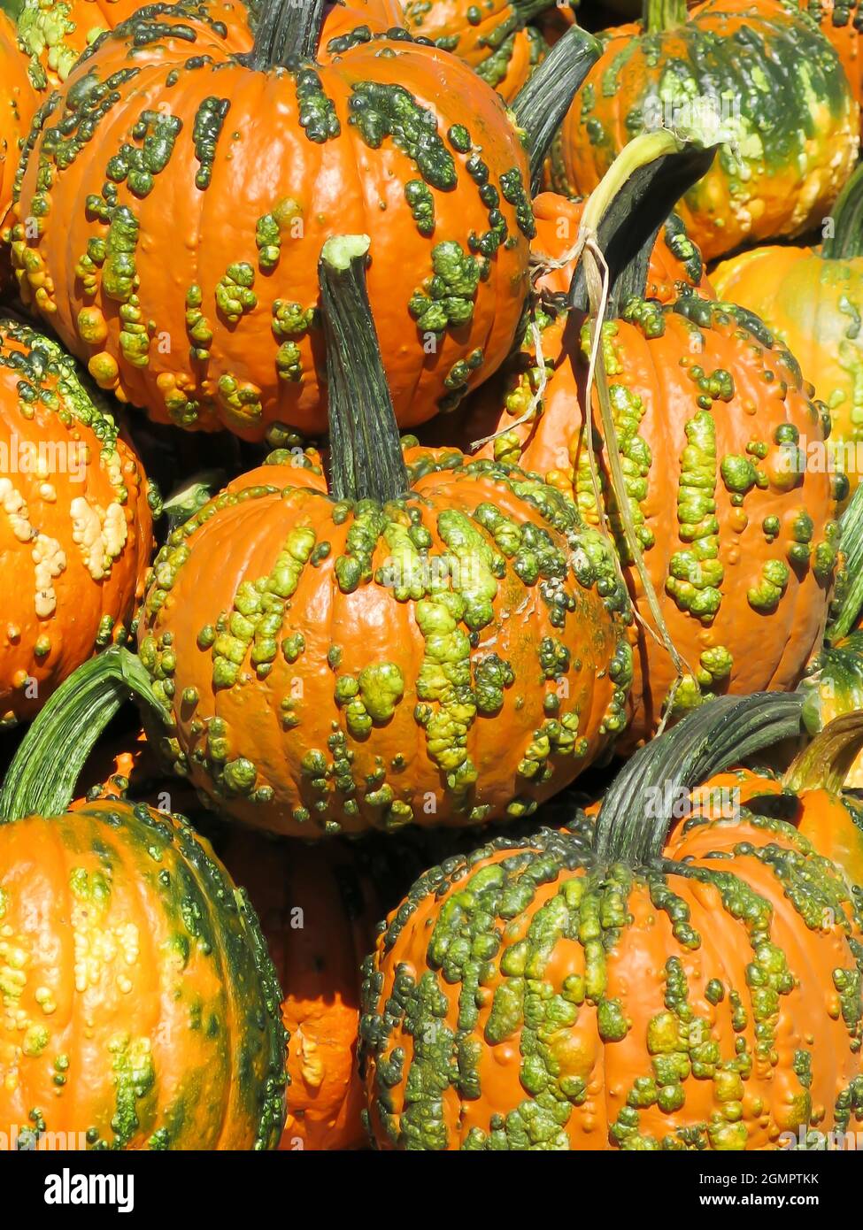 Close-Up Pumpkins at Halloween Stock Photo - Alamy