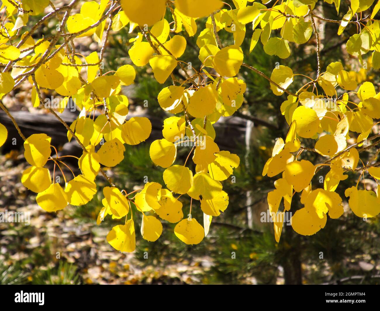 Light and shadows on the yellow autumn leaves of a quaking aspen ...