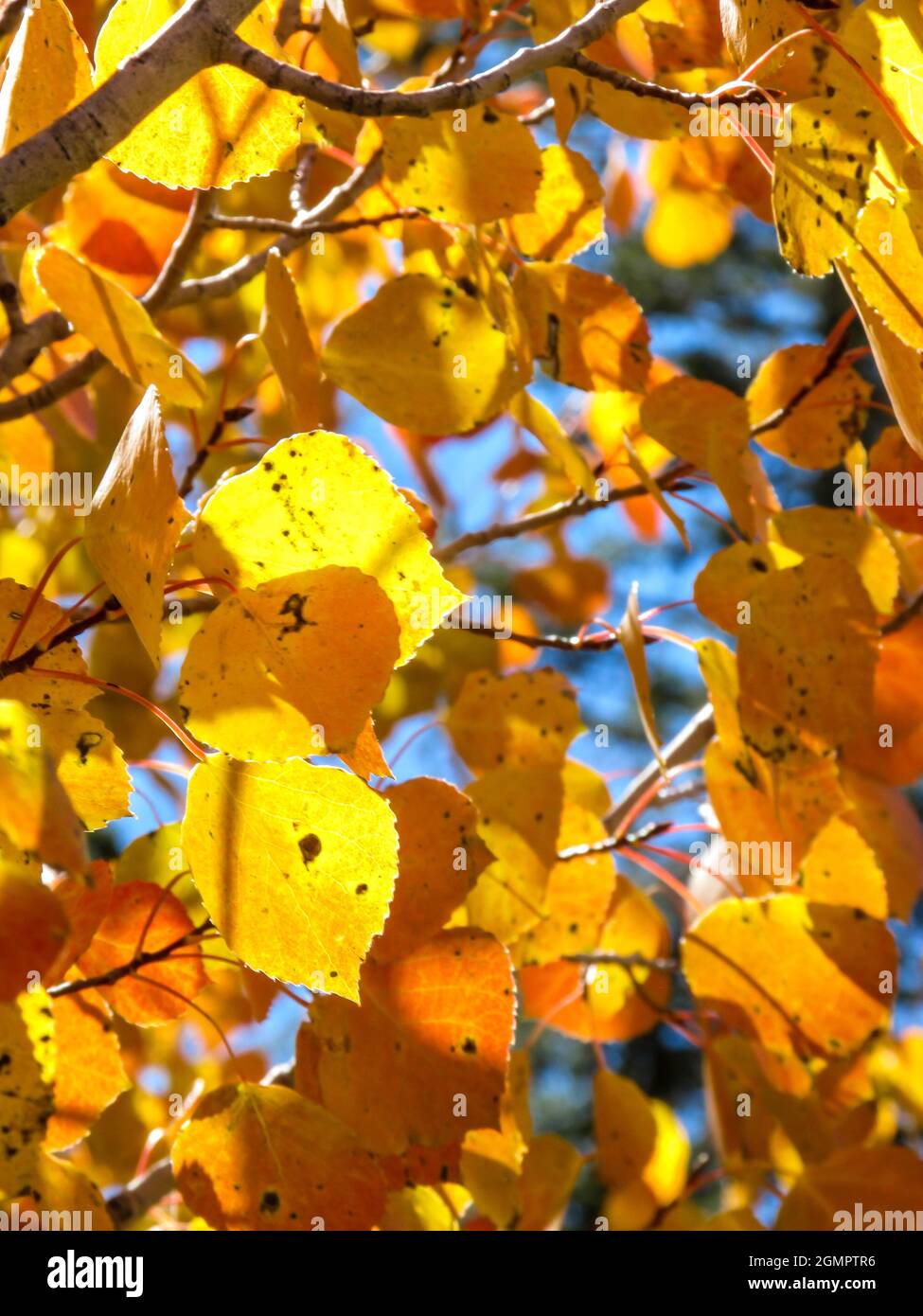 Golden illumenated Quaking Aspen, Populus tremuloides, Leaves Stock ...
