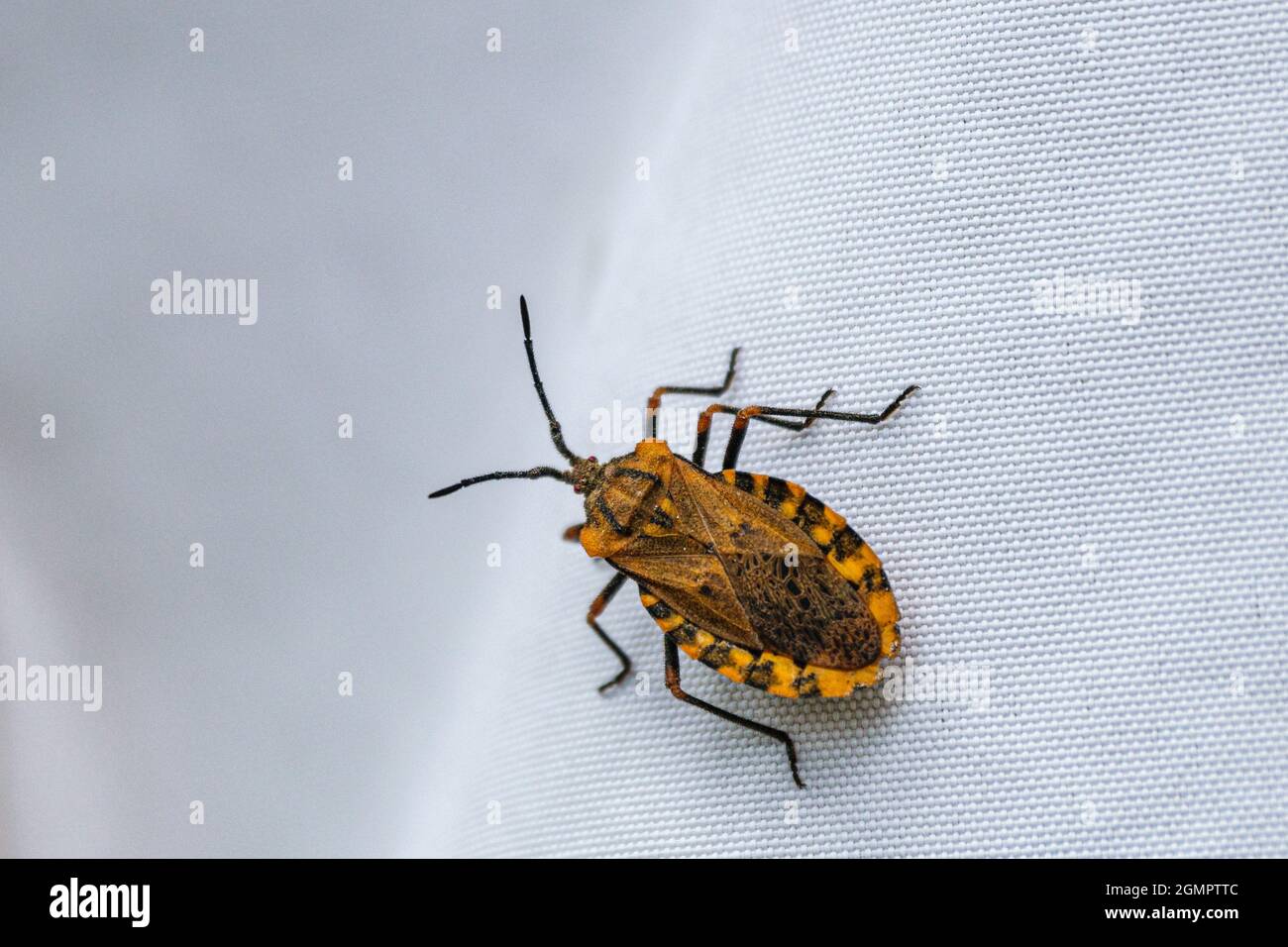 Brown Marmorated Stink Bug on White Background Stock Photo - Alamy