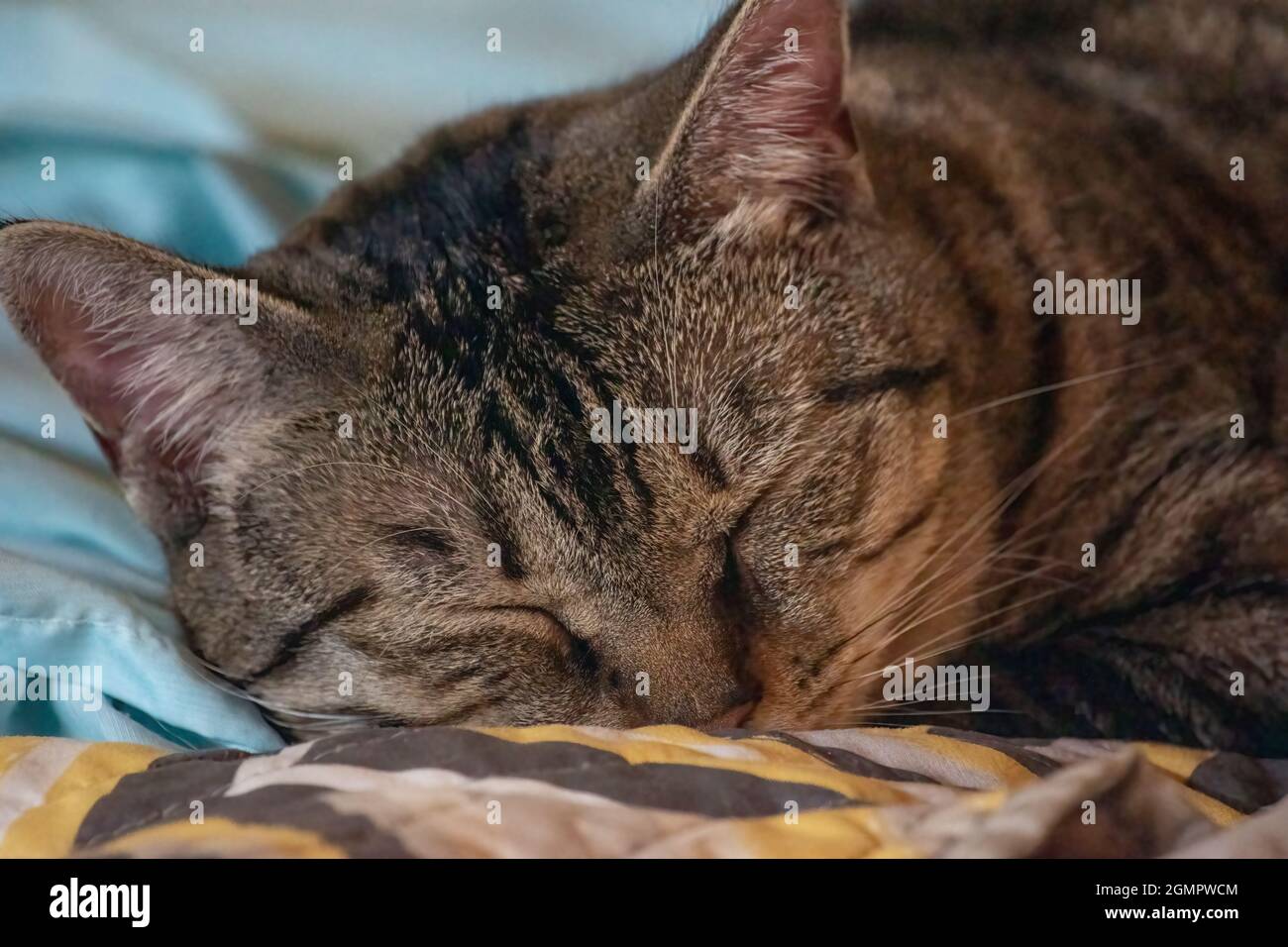 Fat cat sleeping in a bed Stock Photo - Alamy