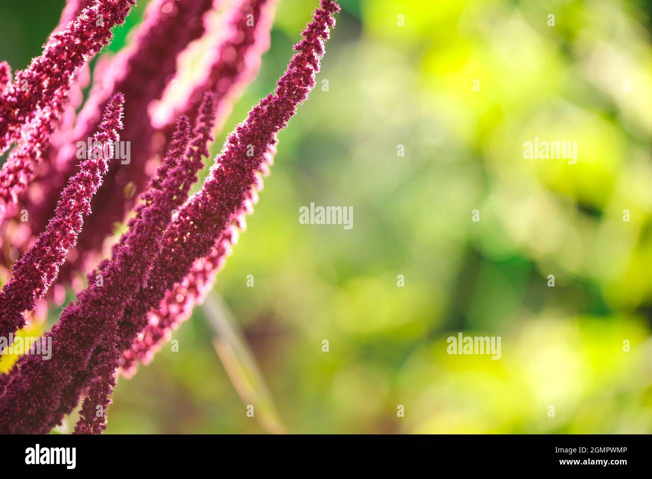 Indian red amaranth plant growing in summer garden. Leaf vegetable ...
