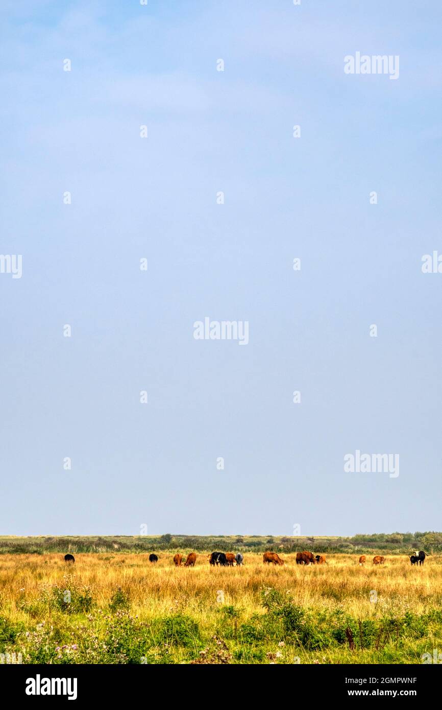 Ken hill rewilding project in norfolk hi-res stock photography and ...