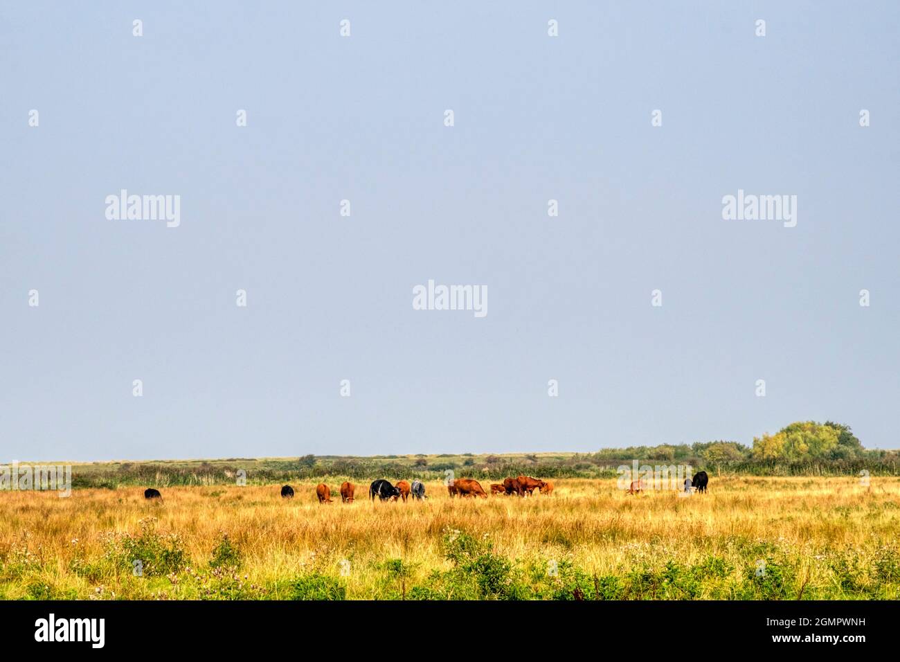 Conservation grazing cattle on the freshwater marshes of the Ken Hill ...