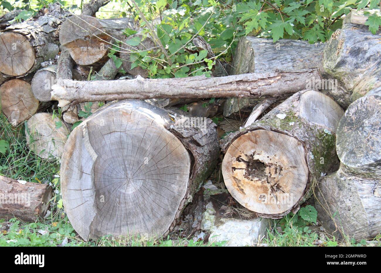 Pile cut wood stump log hi-res stock photography and images - Alamy
