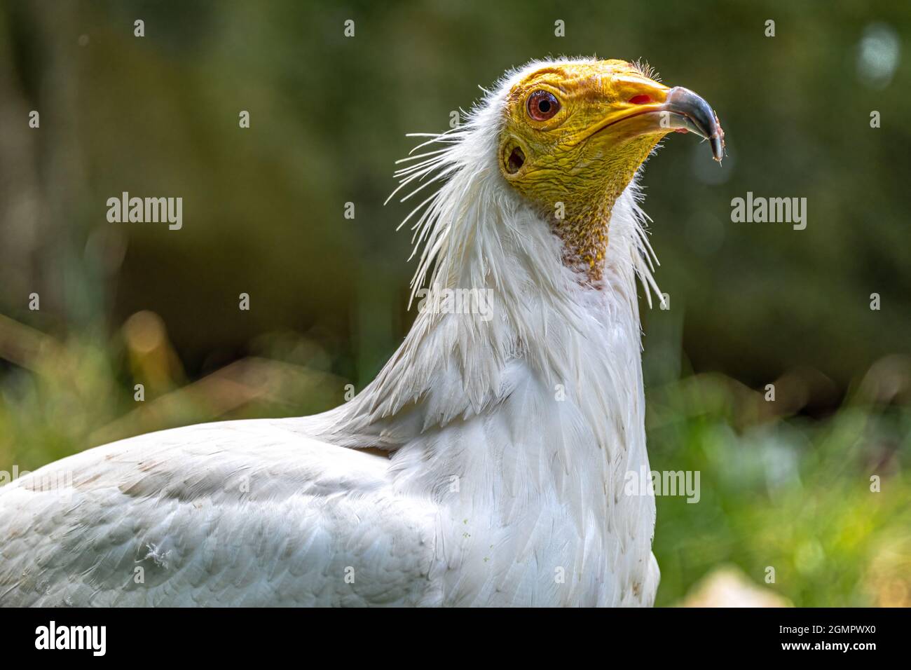 Neophrons hi-res stock photography and images - Alamy