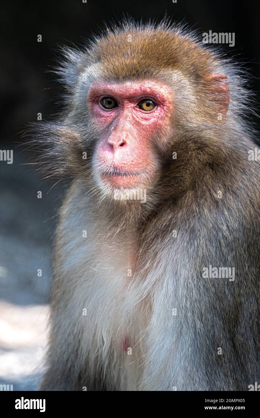 Portrait of a Japanese Macaque (Macaca fuscata Stock Photo - Alamy