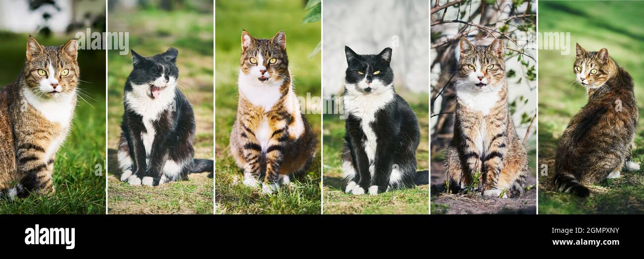 Collage from six images of cats. Cats sitting and look at the camera ...