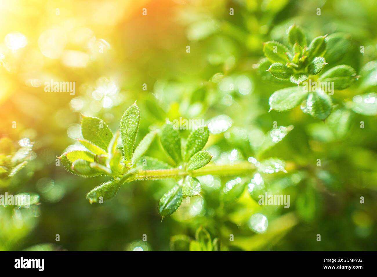 Galium aparine cleavers, clivers, goosegrass, catchweed, stickyweed ...