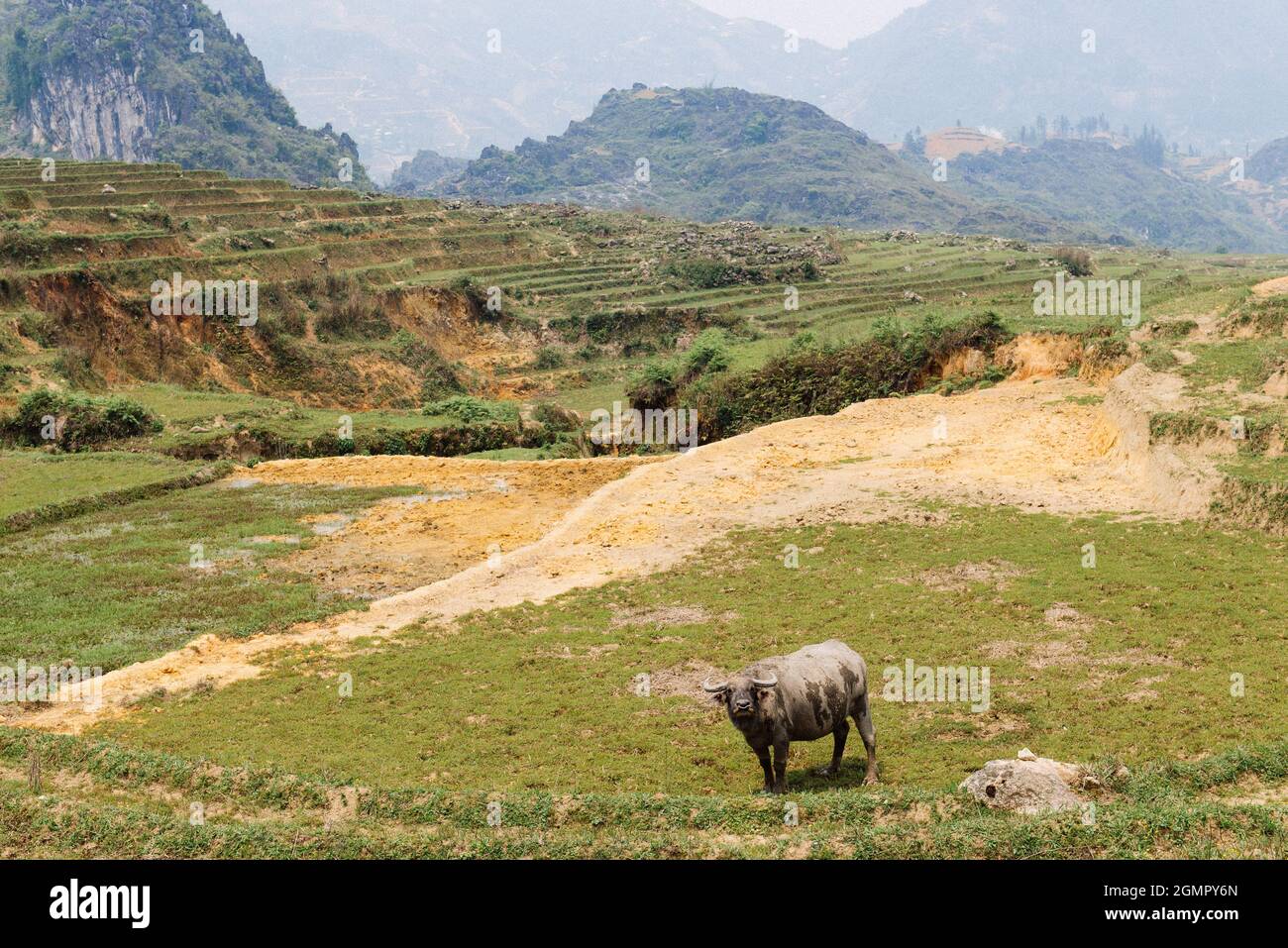 buffalo on the rice field. Vietnamese village, domestic animals on rice ...