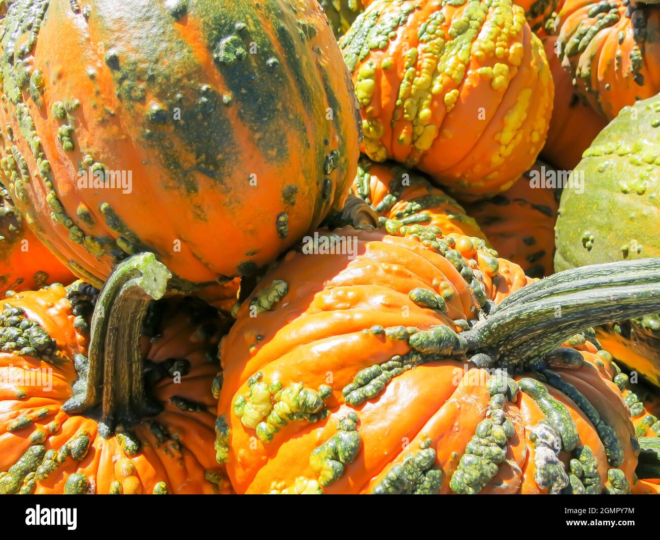 Vibrant pumpkins hi-res stock photography and images - Alamy