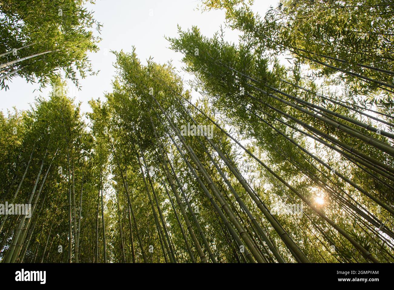 Sapa, Vietnam - April 14, 2016: Vietnamese bamboo woods. High trees in ...