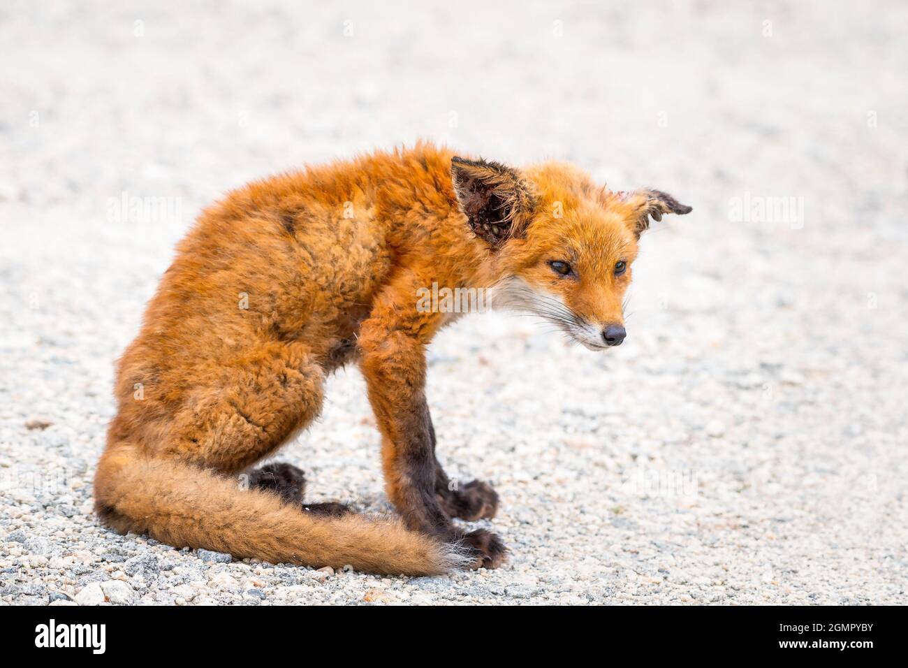 Red Fox cub (Vulpes vulpes) sitting on a road in the Bombay Hook ...