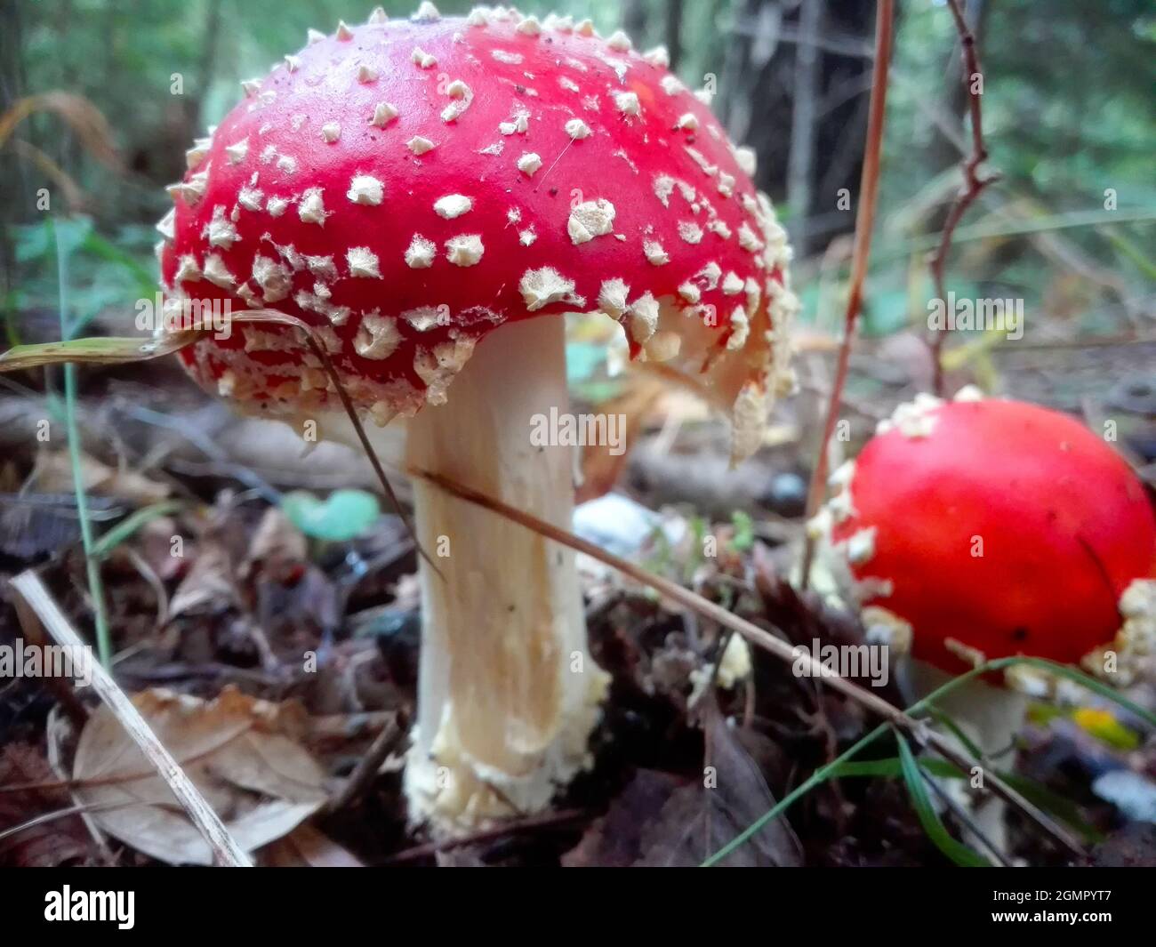 Amanita muscaria, the very poisonous colored red mushroom Stock Photo ...