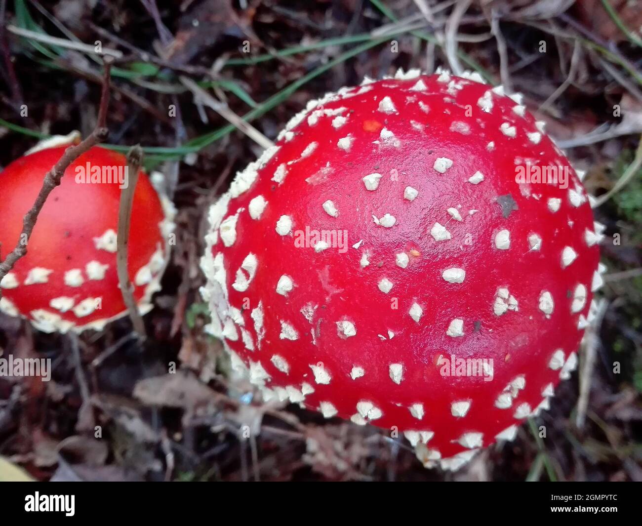 Amanita muscaria, the very poisonous colored red mushroom Stock Photo ...