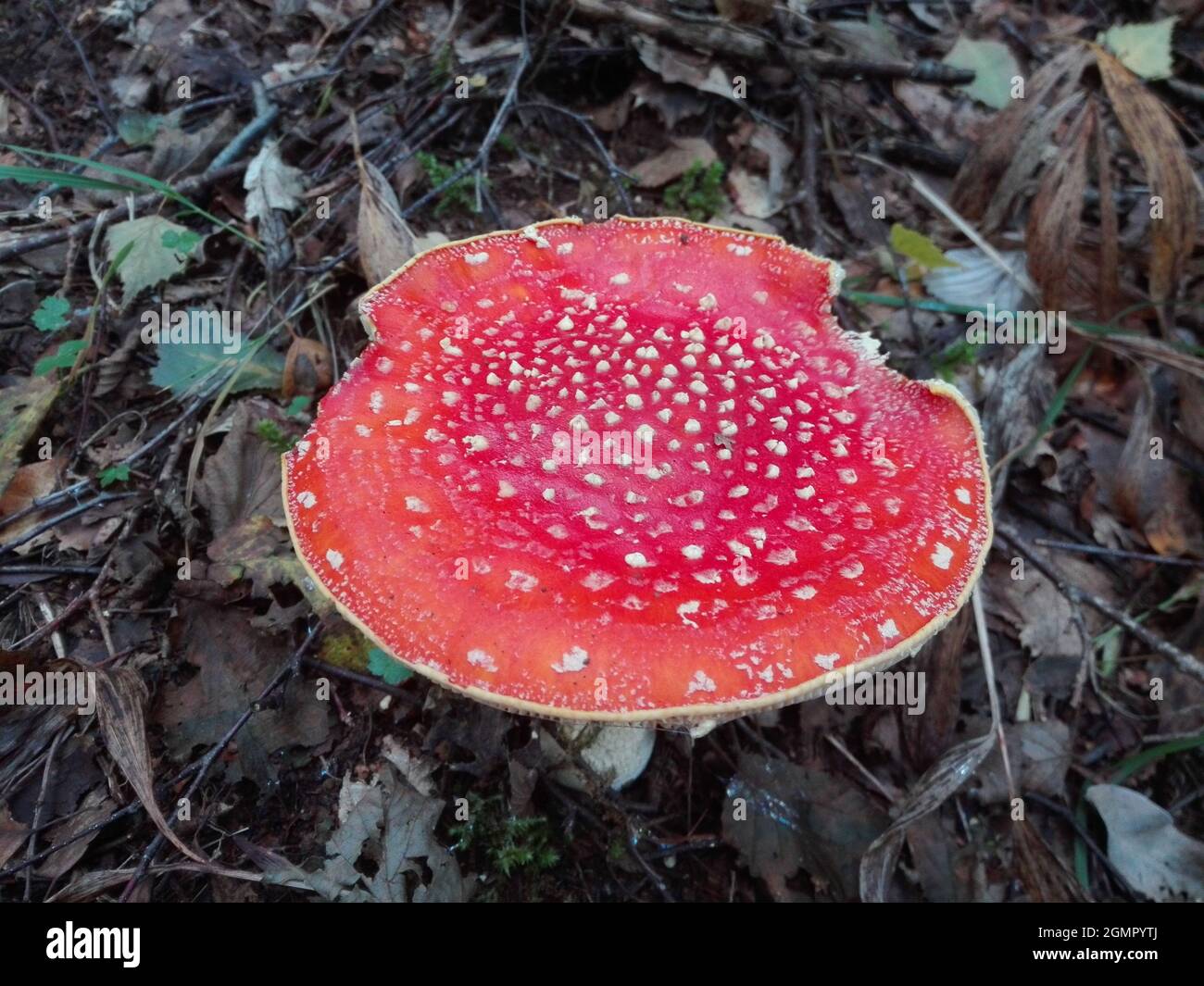 Amanita muscaria, the very poisonous colored red mushroom Stock Photo ...