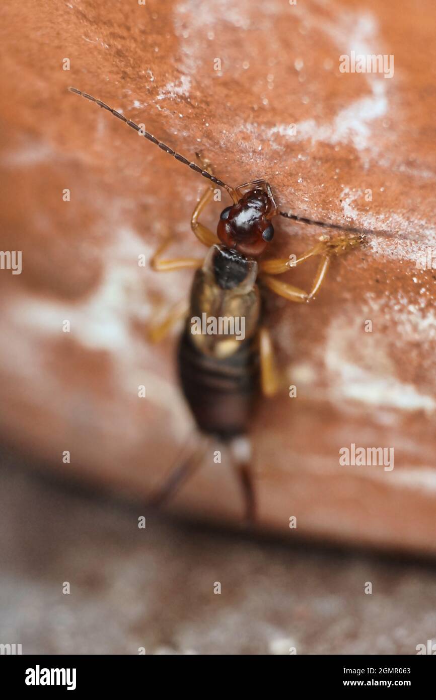 Earwig entomology detail hi-res stock photography and images - Alamy