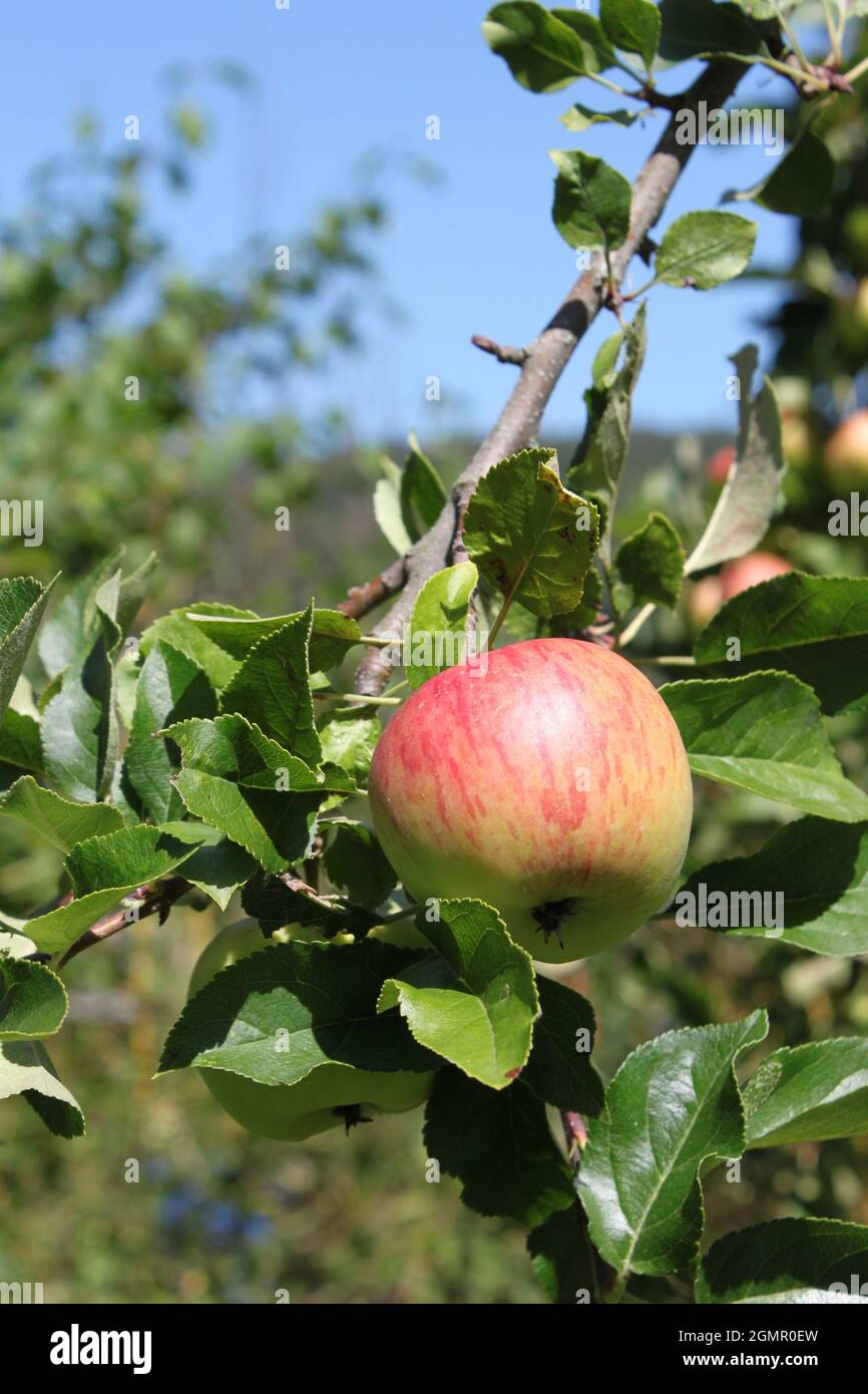 Topaz apple garden hi-res stock photography and images - Alamy