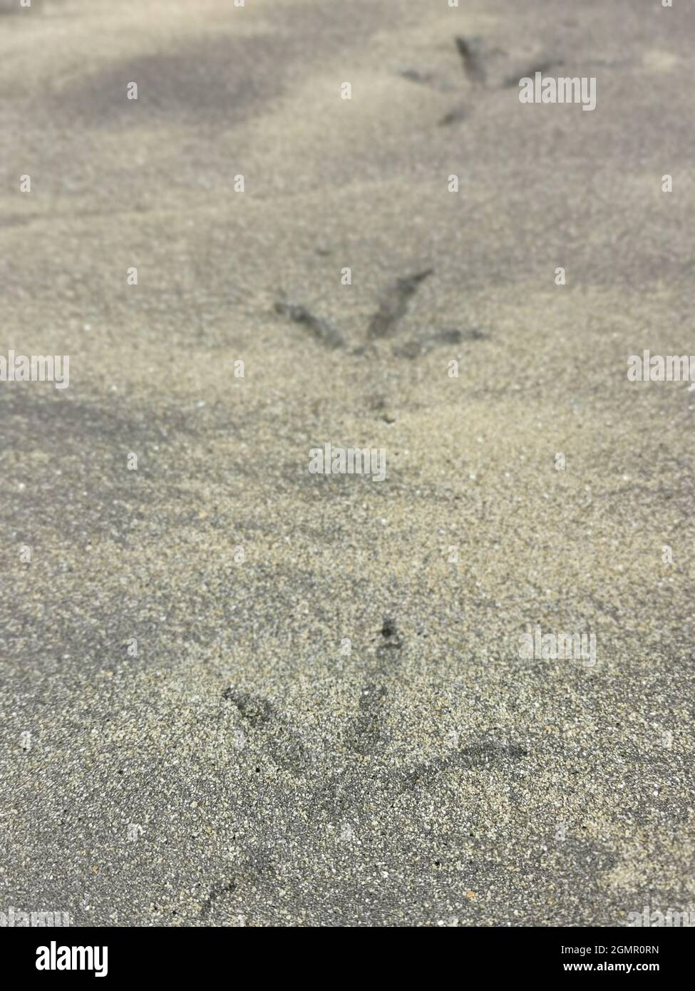 Vertical shot of bird footprints on sand texture Stock Photo - Alamy