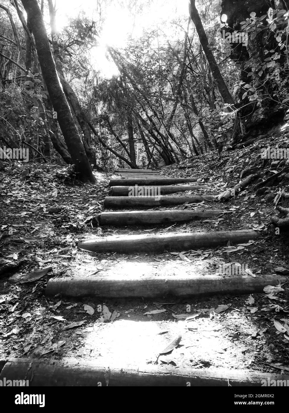 Vertical shot of old stairs in the woods Stock Photo - Alamy