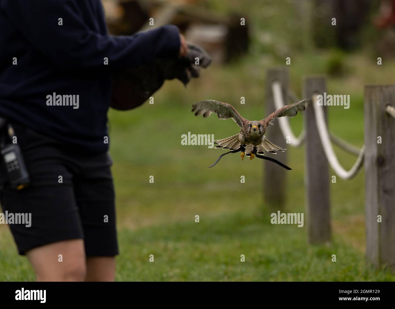 Hand hawk hi-res stock photography and images - Alamy