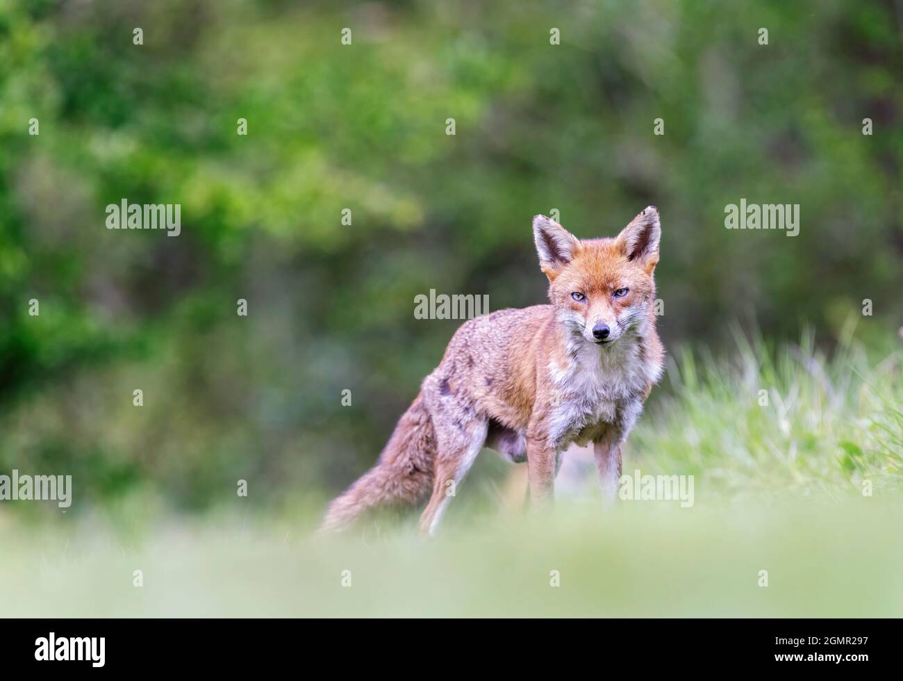 Red fox, Vulpes vulpes. Lactating fox, scavenging away from the den ...