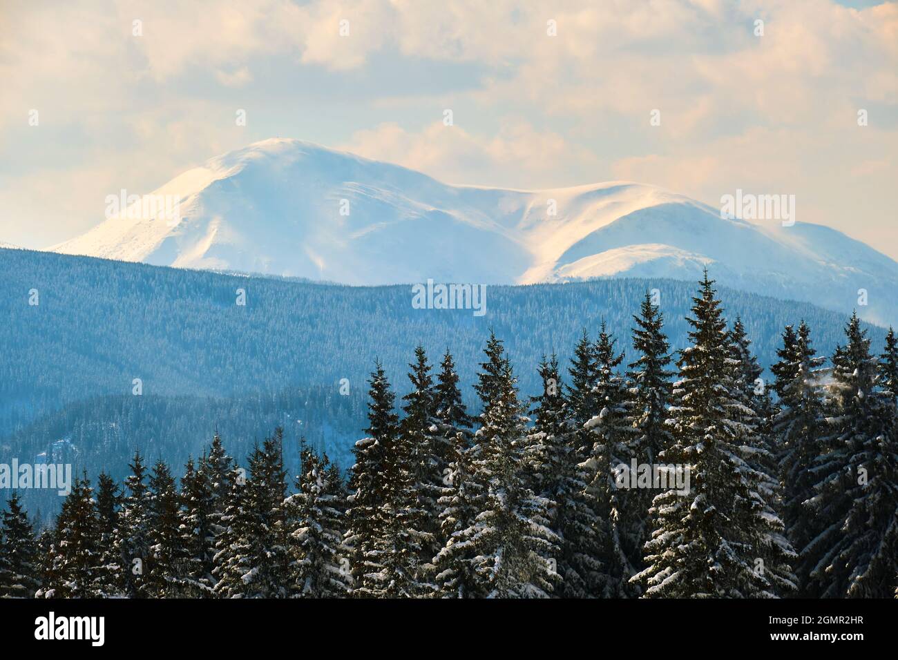 Winter landscape with high mountain hills covered with evergreen pine ...