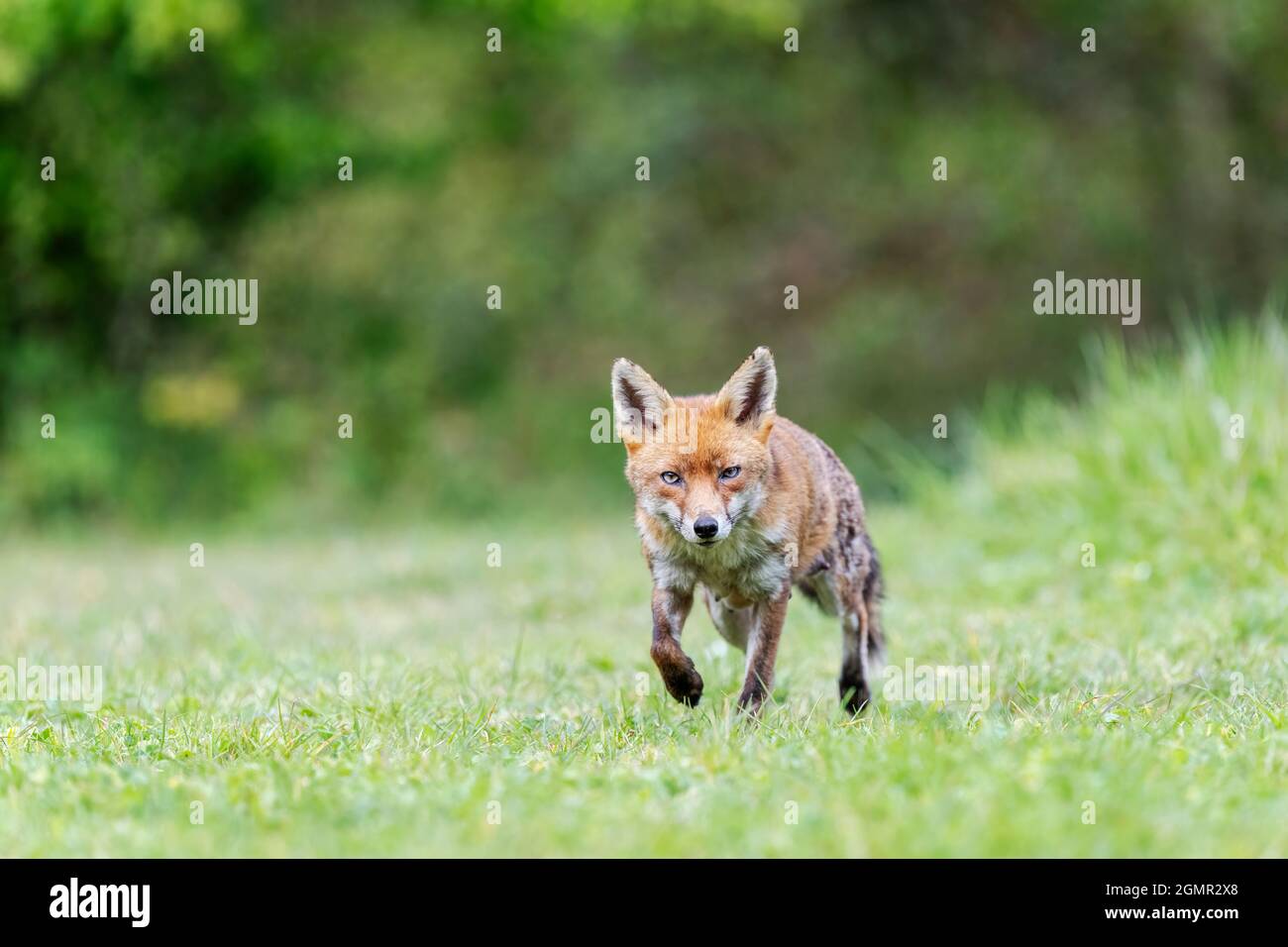 Red fox, Vulpes vulpes. Lactating fox, scavenging away from the den ...