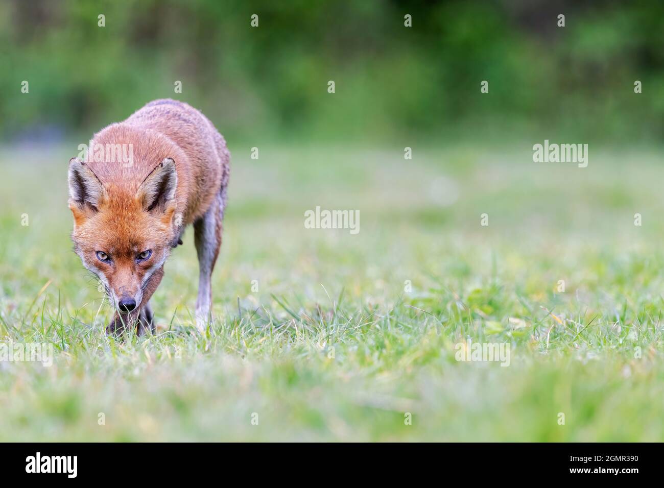 Dog running away from family hi-res stock photography and images - Alamy