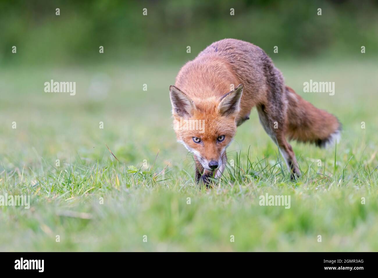 Red fox, vulpes vulpes Stock Photo - Alamy