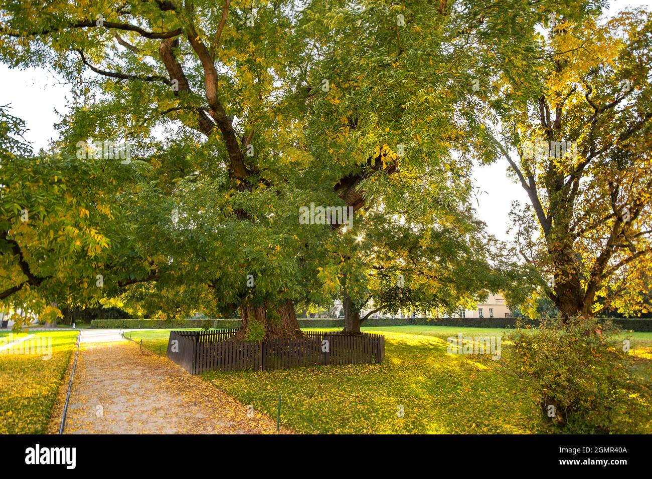 Green and yellow trees in early autumn park Stock Photo - Alamy
