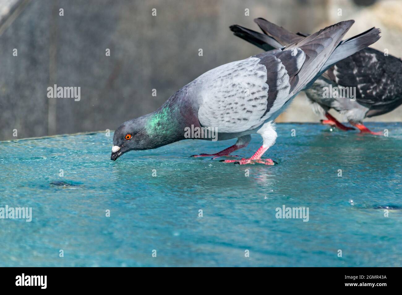 Pigeon drinking water from water fountain Stock Photo - Alamy