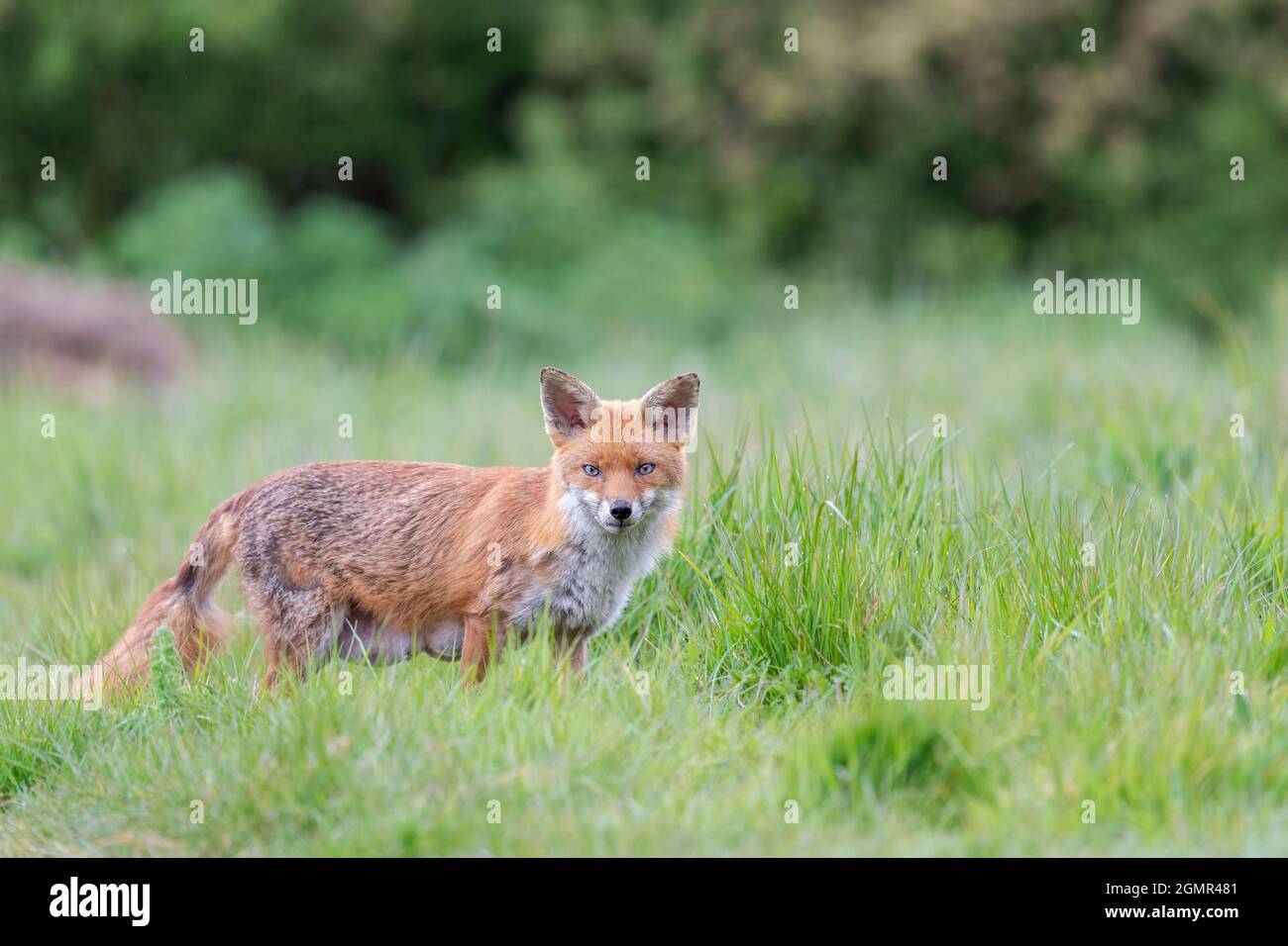Red fox, Vulpes vulpes. Lactating fox, scavenging away from the den ...