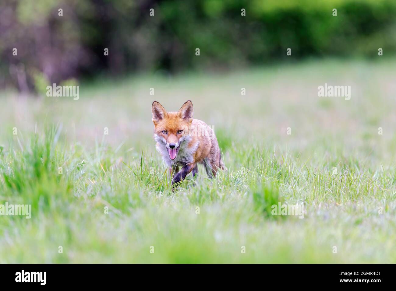 Fox scent marking uk hi-res stock photography and images - Alamy