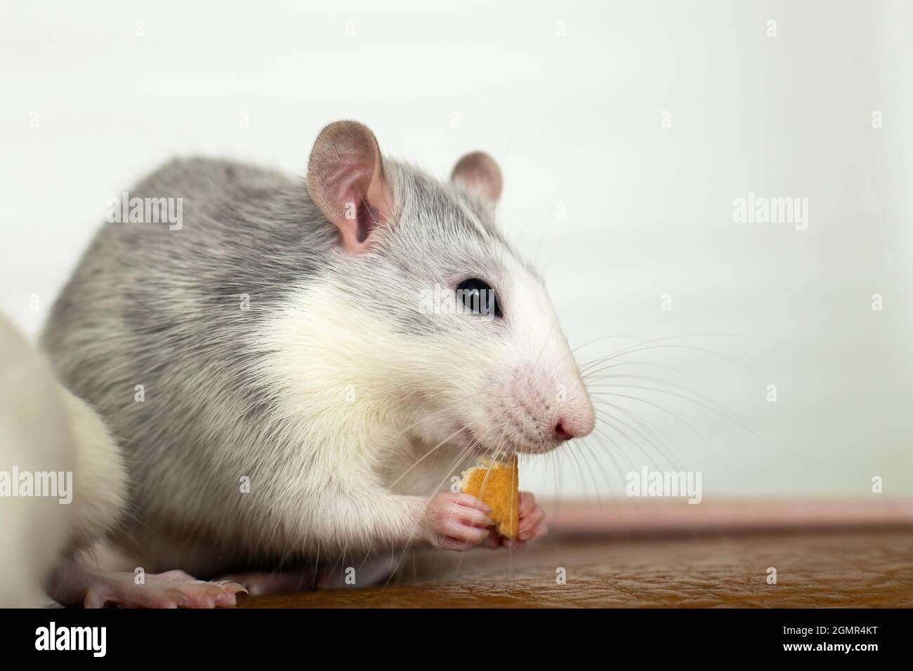 Rat food lab hi-res stock photography and images - Alamy