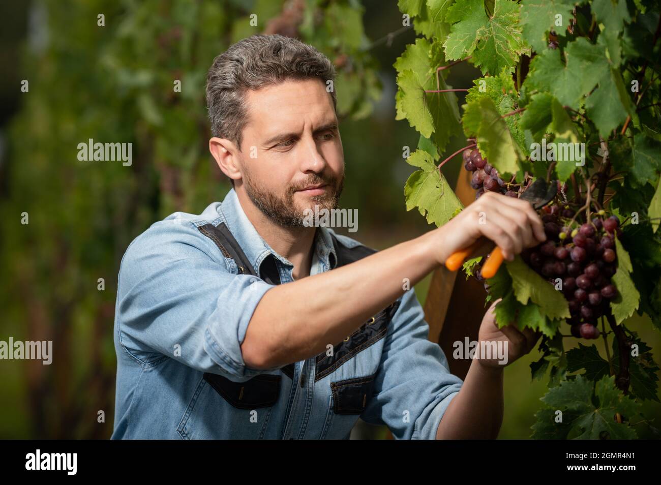wine maker cutting grapevine with garden scissors, winery Stock Photo ...