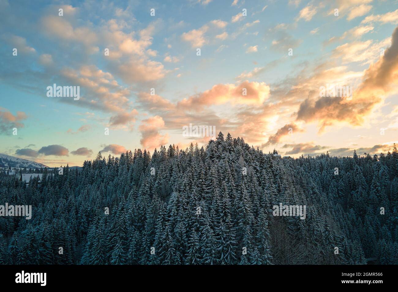 Aerial winter landscape with spruse trees of snow covered forest in ...