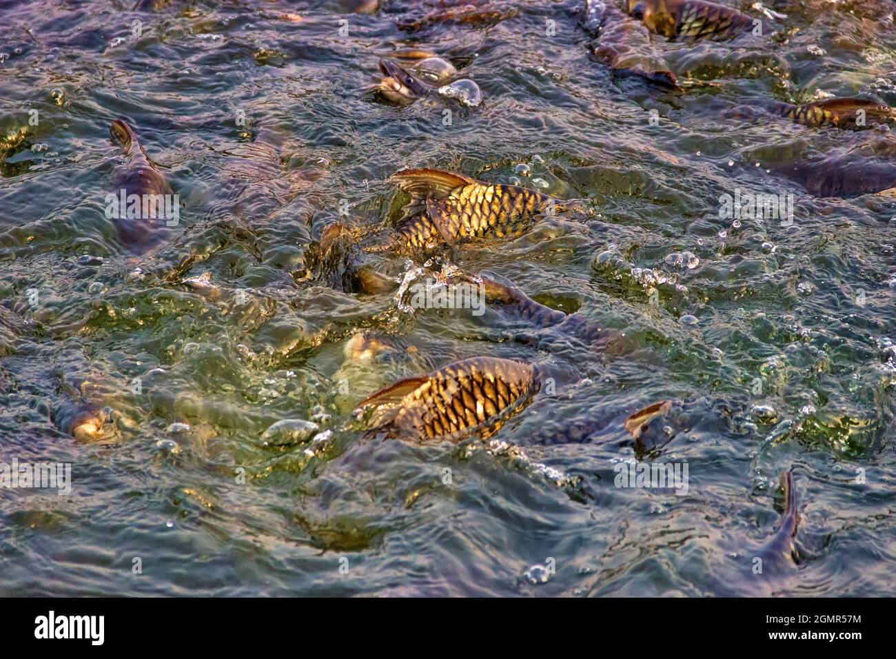 Asian crucian carp hi-res stock photography and images - Alamy