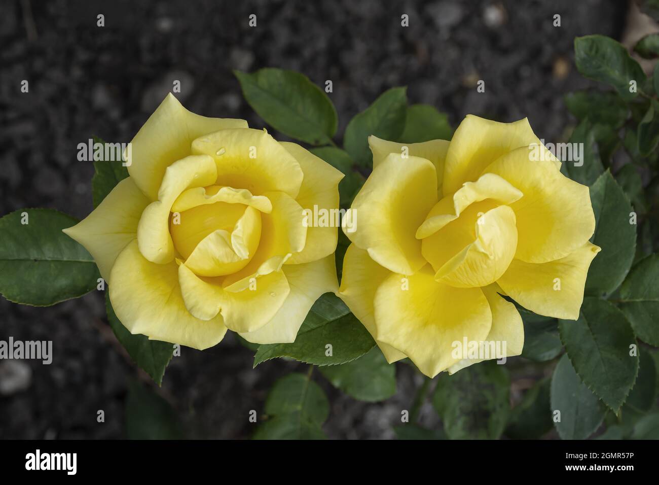 Two yellow roses, photographed from above Stock Photo - Alamy