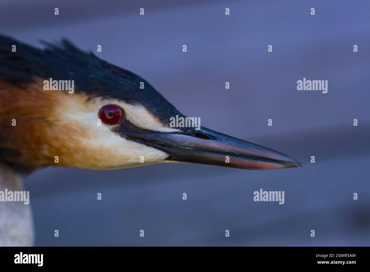 Great-crested grebe (Podiceps cristatus) portrait. Pay attention to the ...