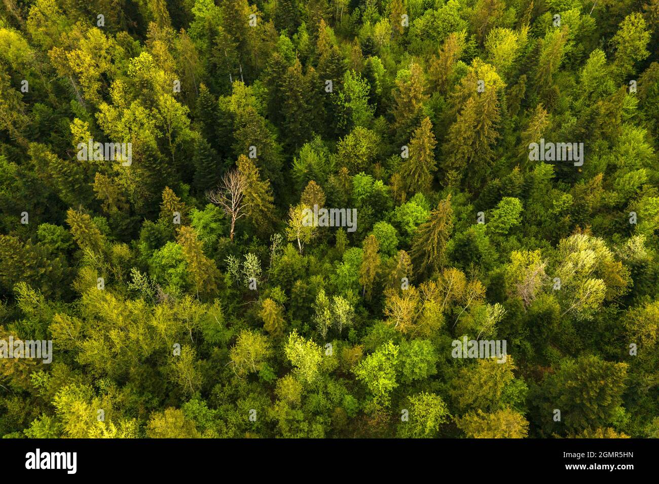 Aerial view of dark mixed pine and lush forest with green trees ...