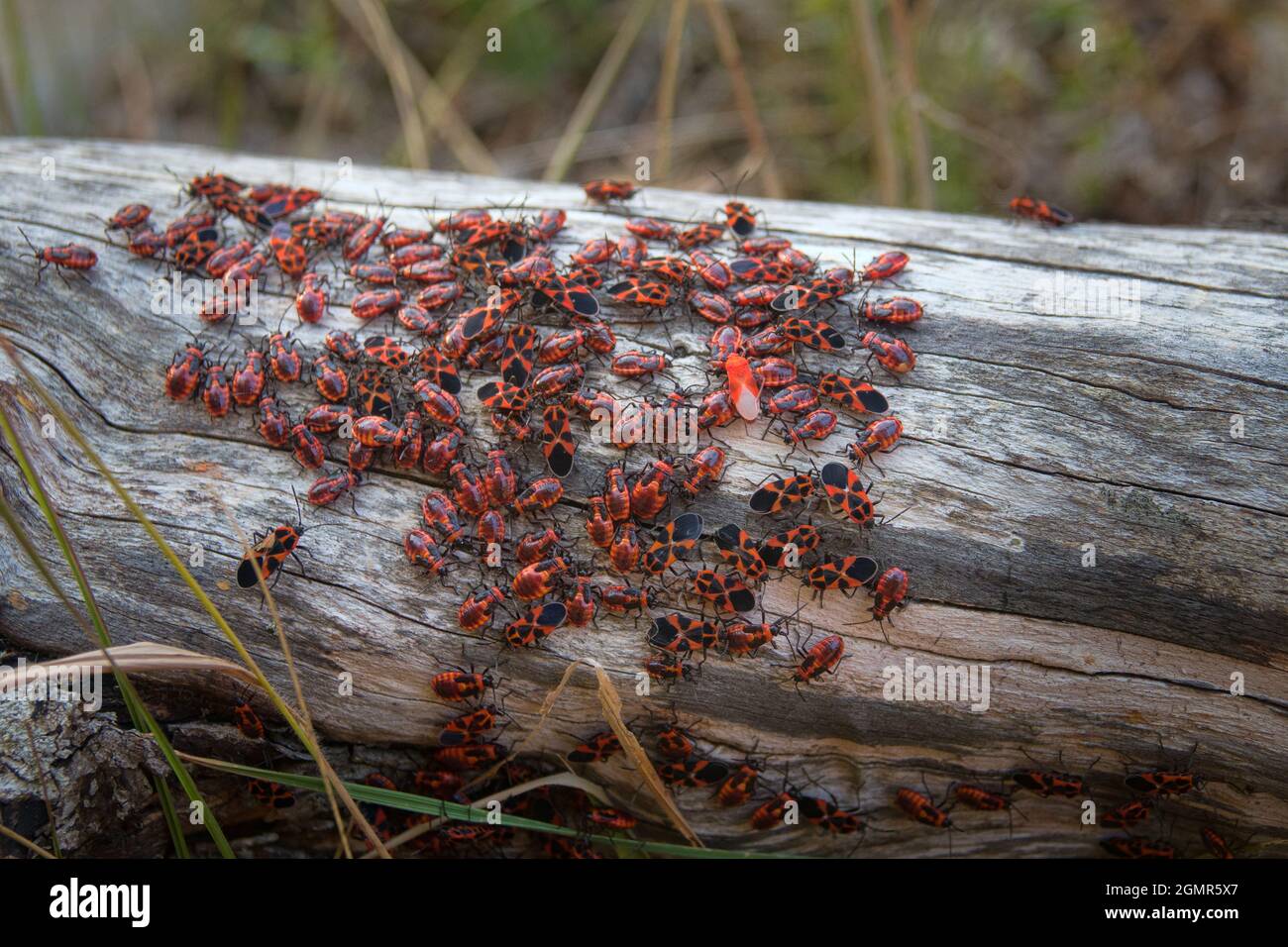 Dense accumulation of insects on tree trunk. Firebug (Pyrrhocoris ...