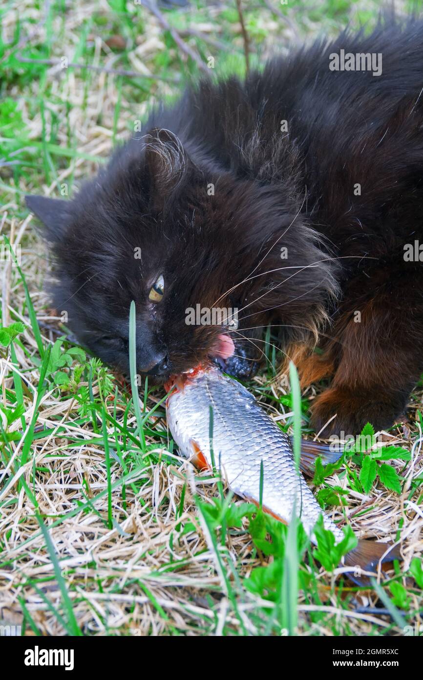 Black Cat Eating Fish